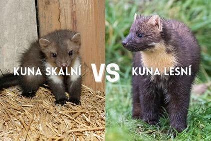 12 rozdílů mezi kunou skalní a kunou lesní | Pasti.cz