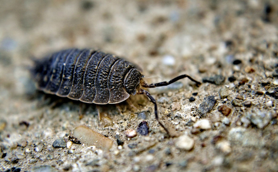 Stínka a svinka: jak pomáhají, jak škodí, jak je zlikvidovat